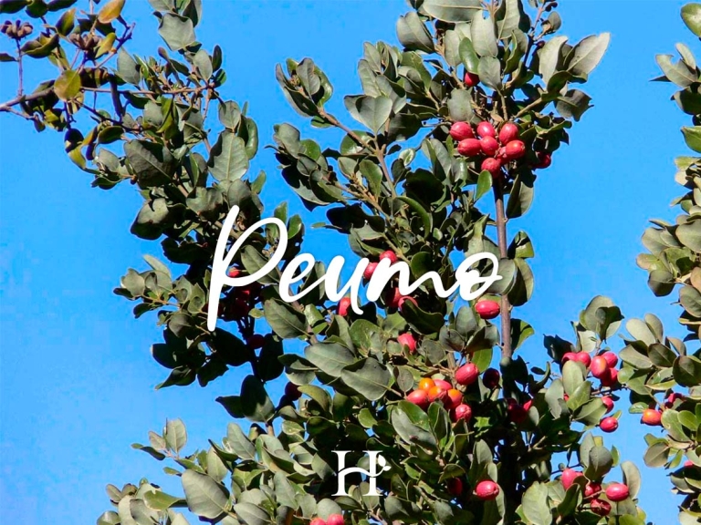 Los Beneficios del Peumo - Hacienda Inmobiliaria