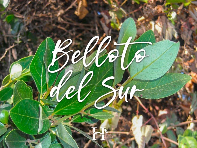 Los Beneficios del Peumo - Hacienda Inmobiliaria